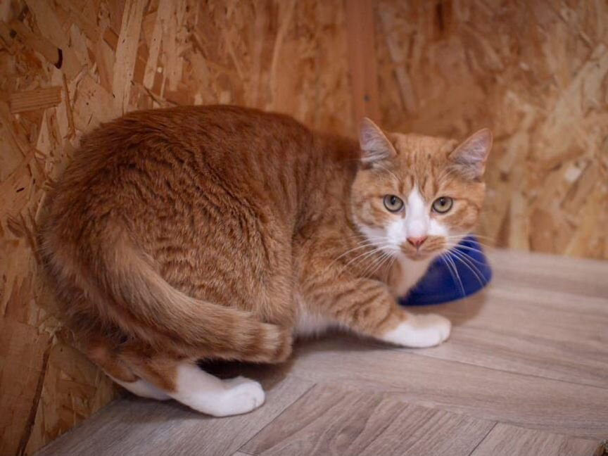 Рыжий кот