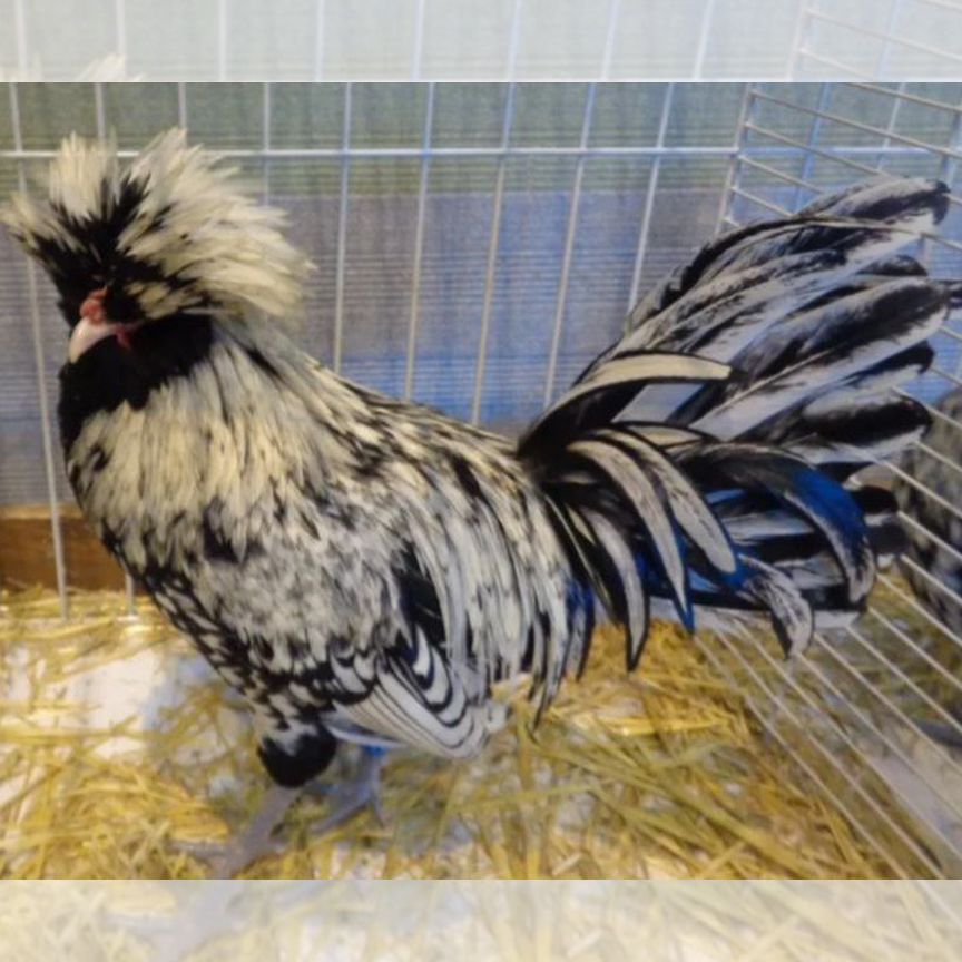 Падуан петухи