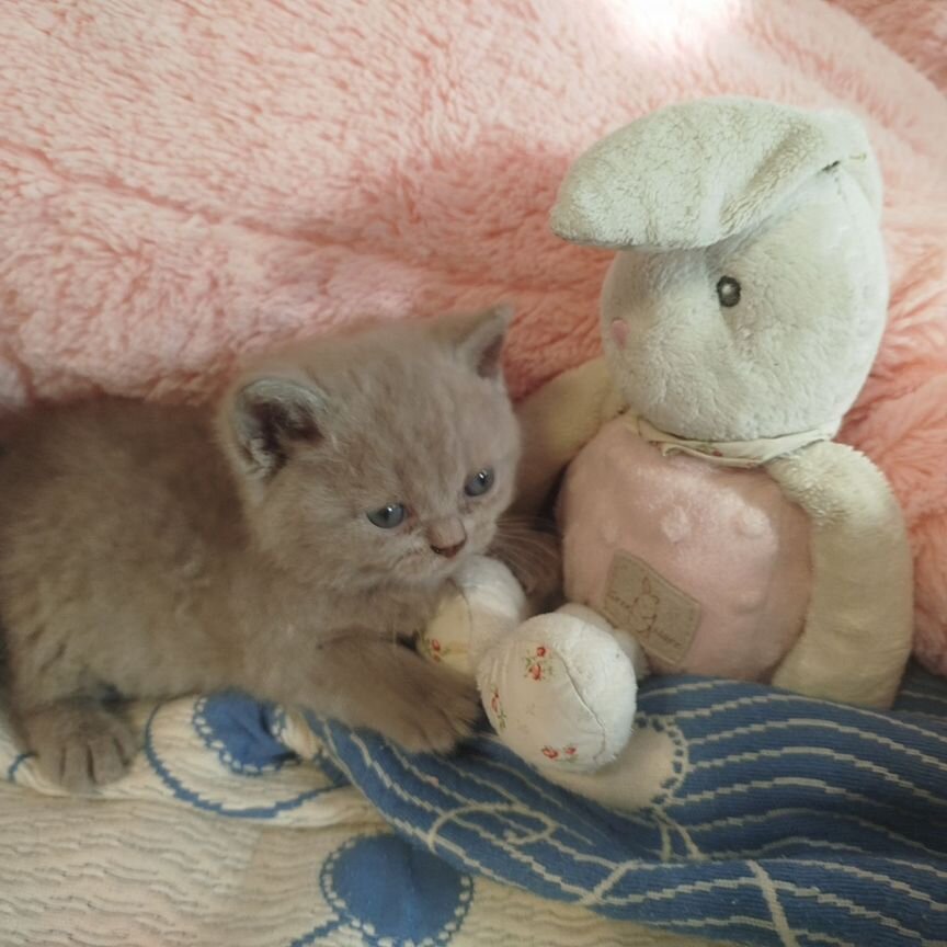 Британские котята