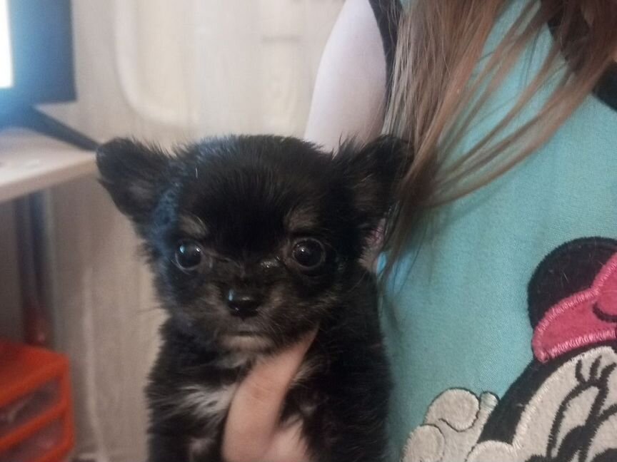 Чихуахуа мини мальчик