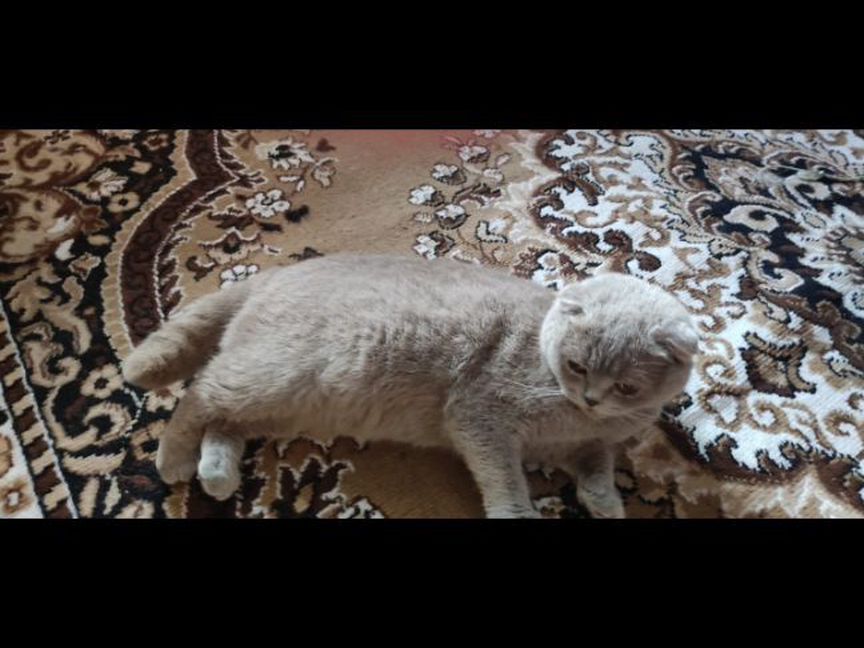 Британская кошка