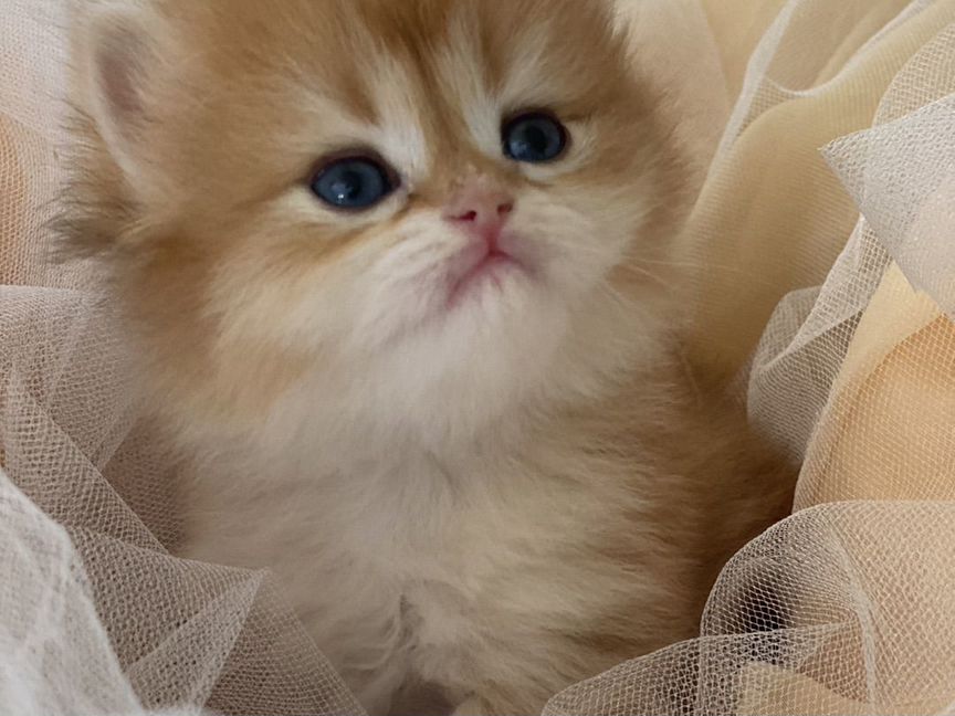 Котята золотая шиншилла