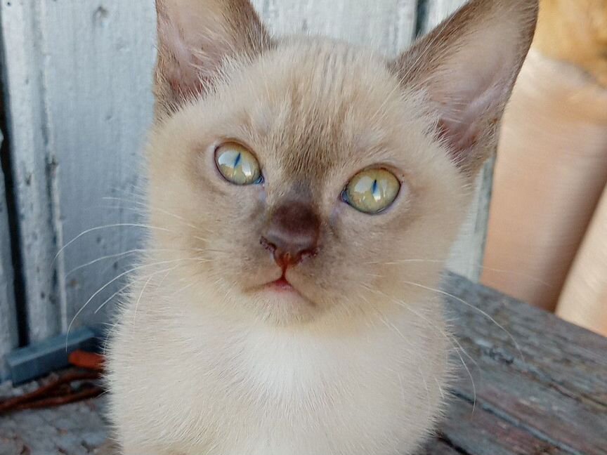 Бурманская шоколадка