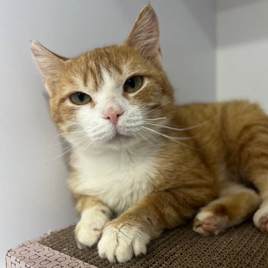 Взрослый кот в добрые руки