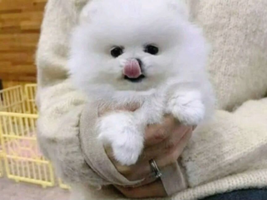 Померанский шпиц мини