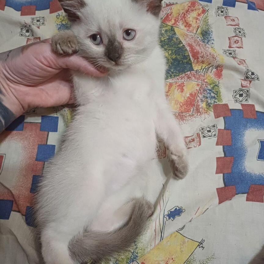 Добрые сладкие малыши