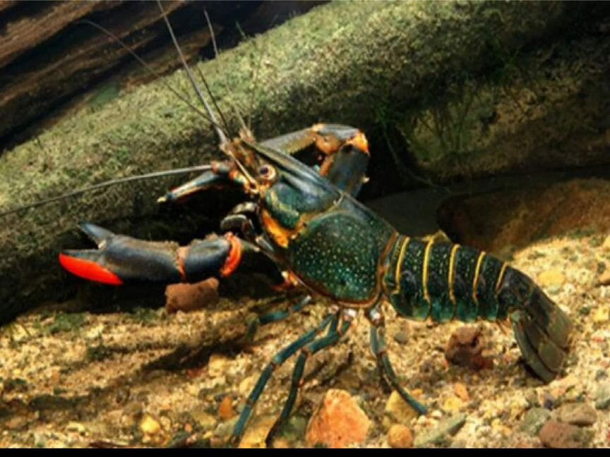 Австралийский красноклешневый рак