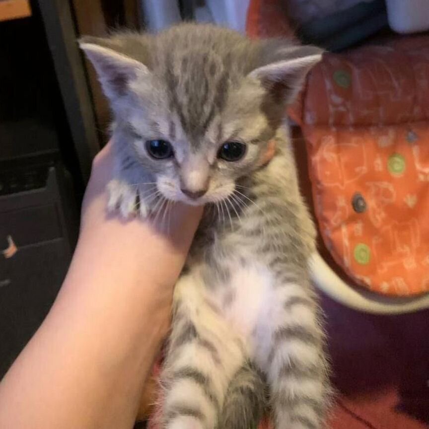 Отдам маленьких котят
