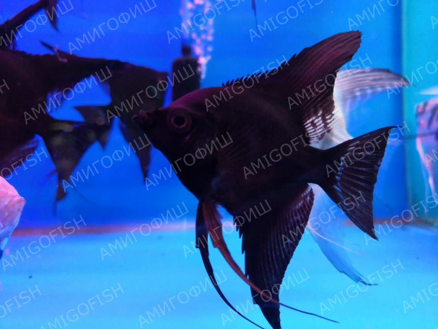 Скалярия Черный бархат (Pterophyllum scalare)