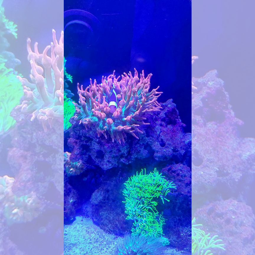 Саркофитон, бриариум, клавулярия, актиния