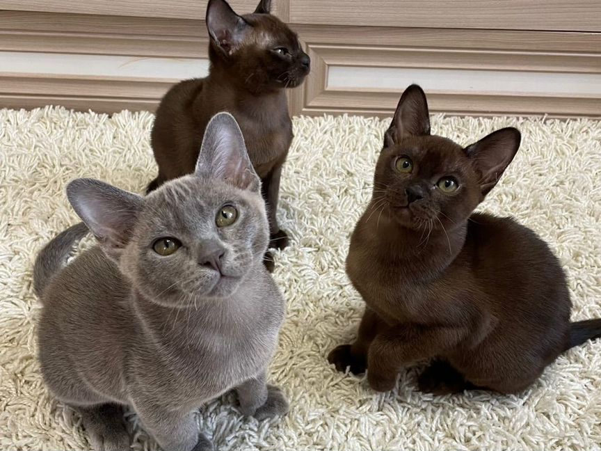 Бурманские котята