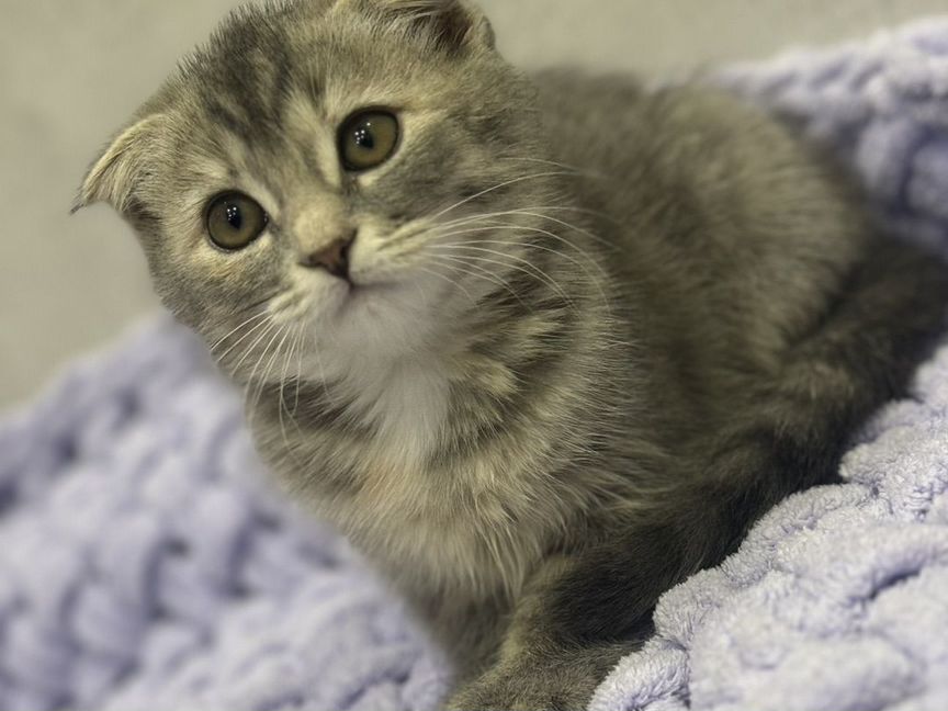 Шотландский вислоухий котёнок