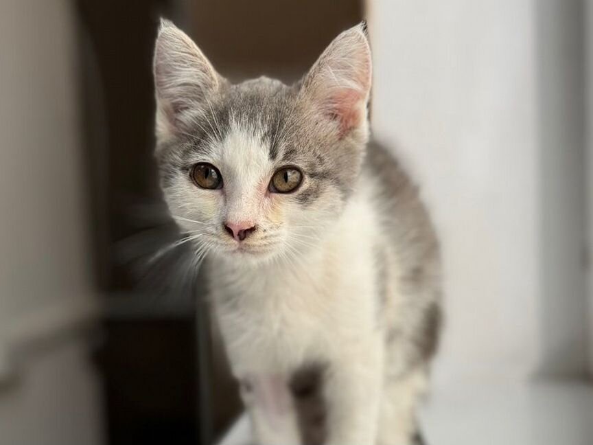 Котенок Костик,брошенный на трассе, хочет домой