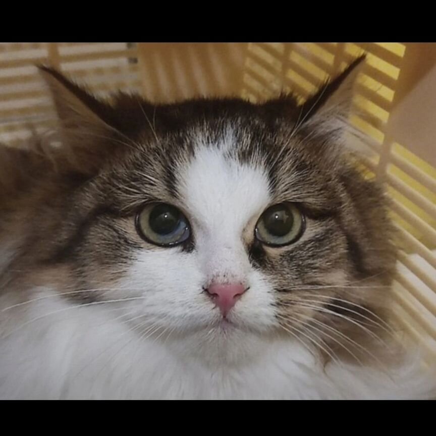 Почти котенок, 9 мес