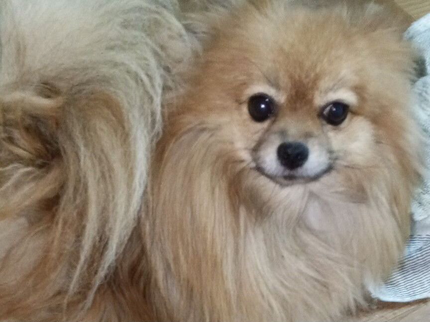 Померанский шпиц