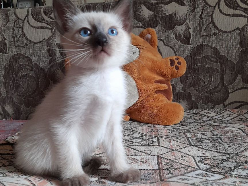 Тайский котенок мальчик