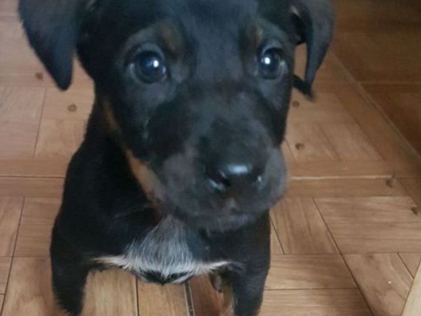 Кутенок мальчик 2.5 мес в приюте помесь курцхаара