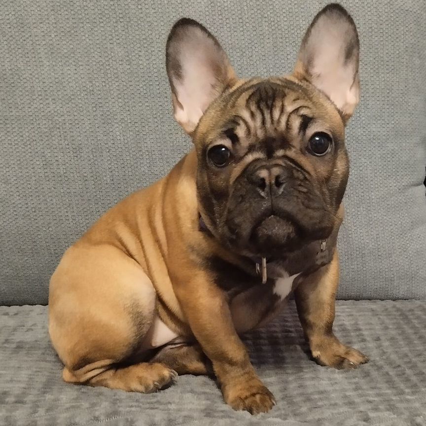Французский бульдог, щенок