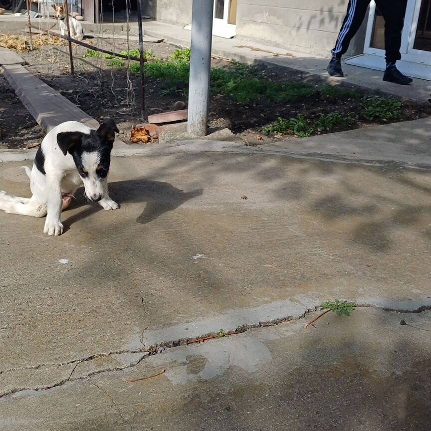 Собака в добрые руки отдам бесплатно