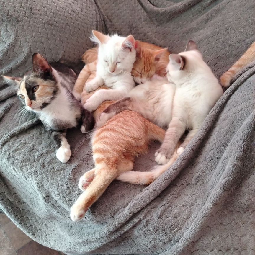 Отдам котят в хорошую семью, приучены к лотку