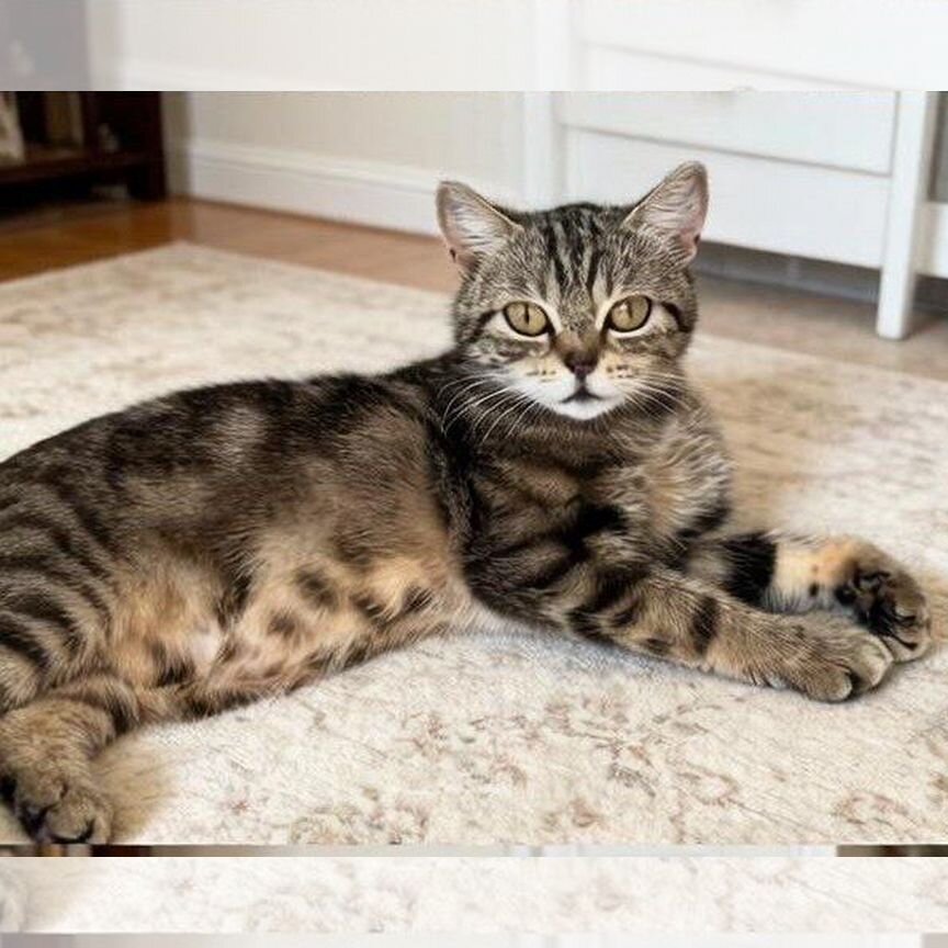 Котёнок в добрые руки