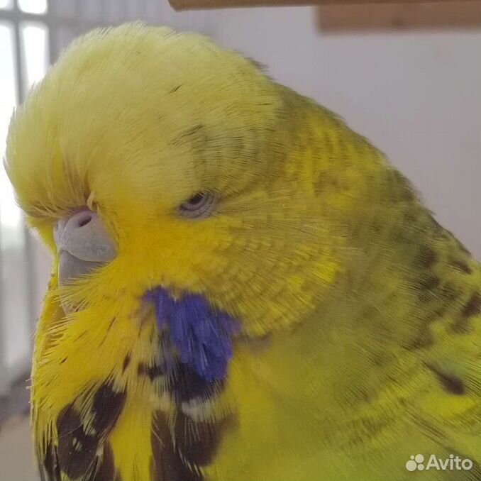 Выставочный волнистый попугай чех