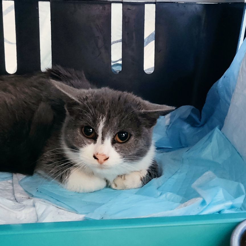 Кошечка подросточек Пуговка в добрые руки