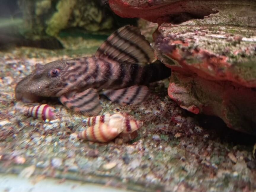 Номерной сом l397