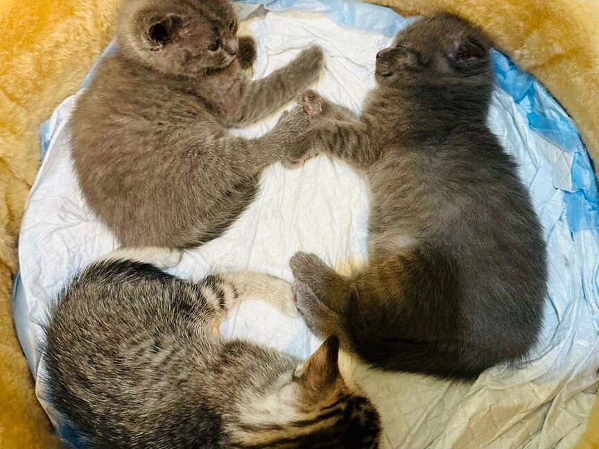 Шотландские котята