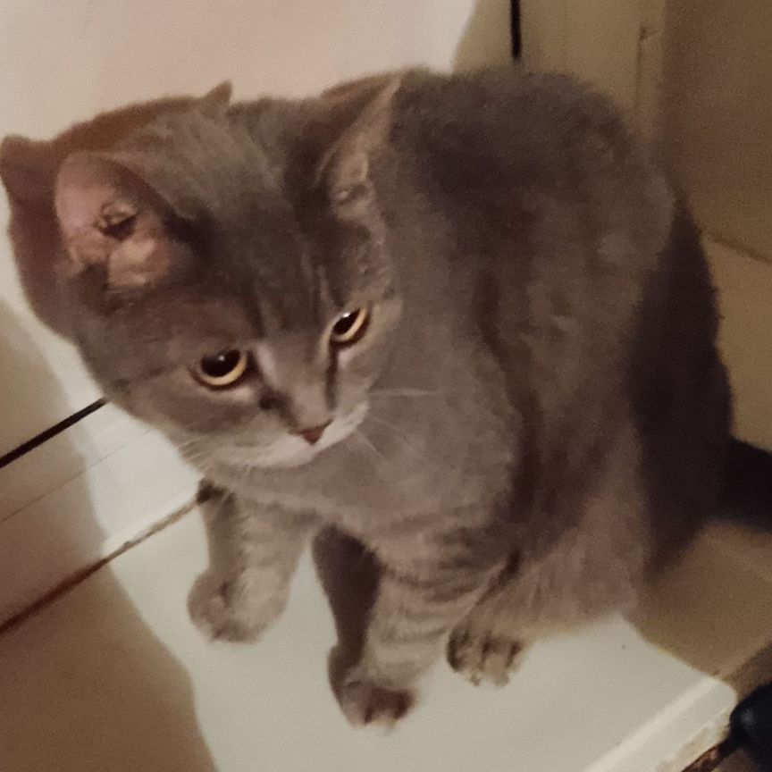 Взрослый кот в добрые руки