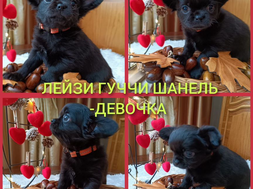 Щенки чихуахуа длинношерстные