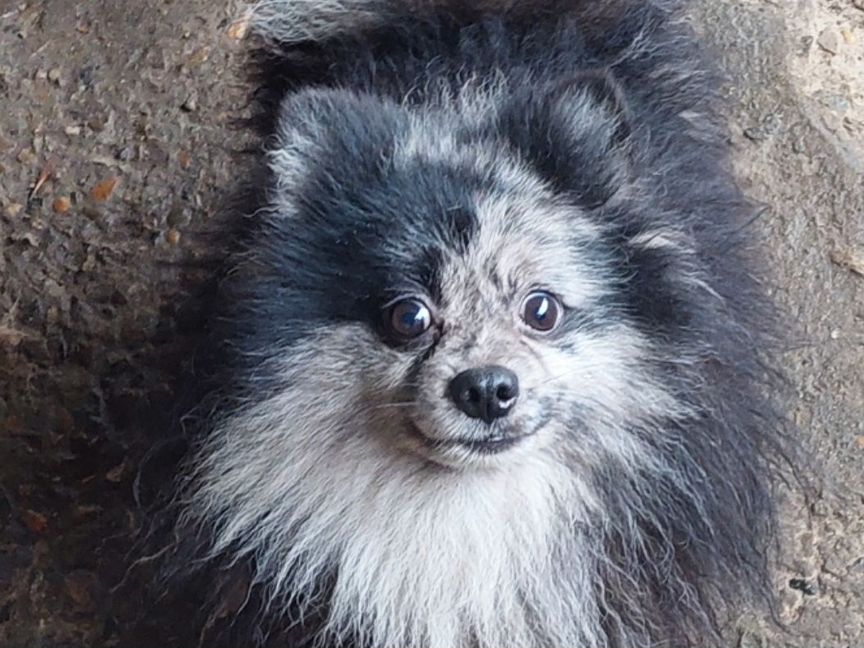 Мальчик шпиц мерле