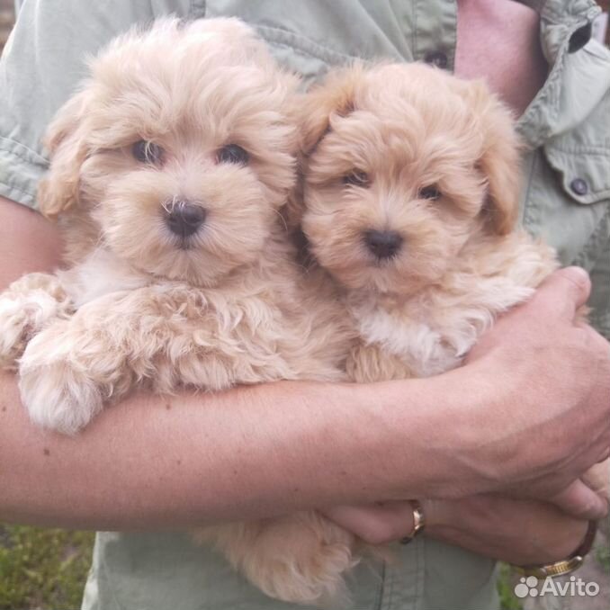 Мальтипу f1мальчик