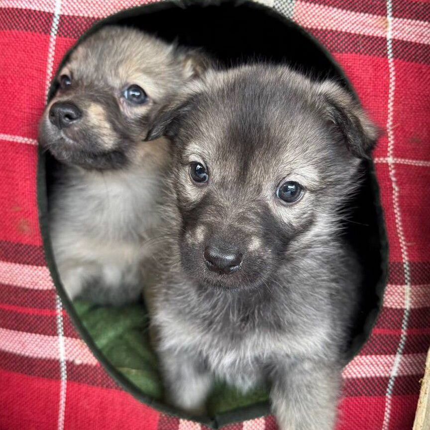 Щенок в добрые руки