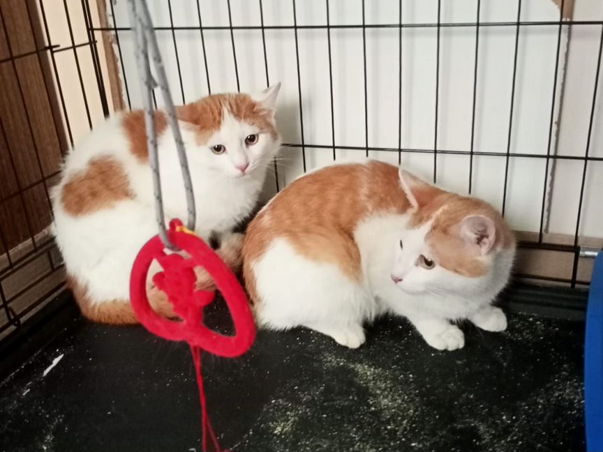 Кошки