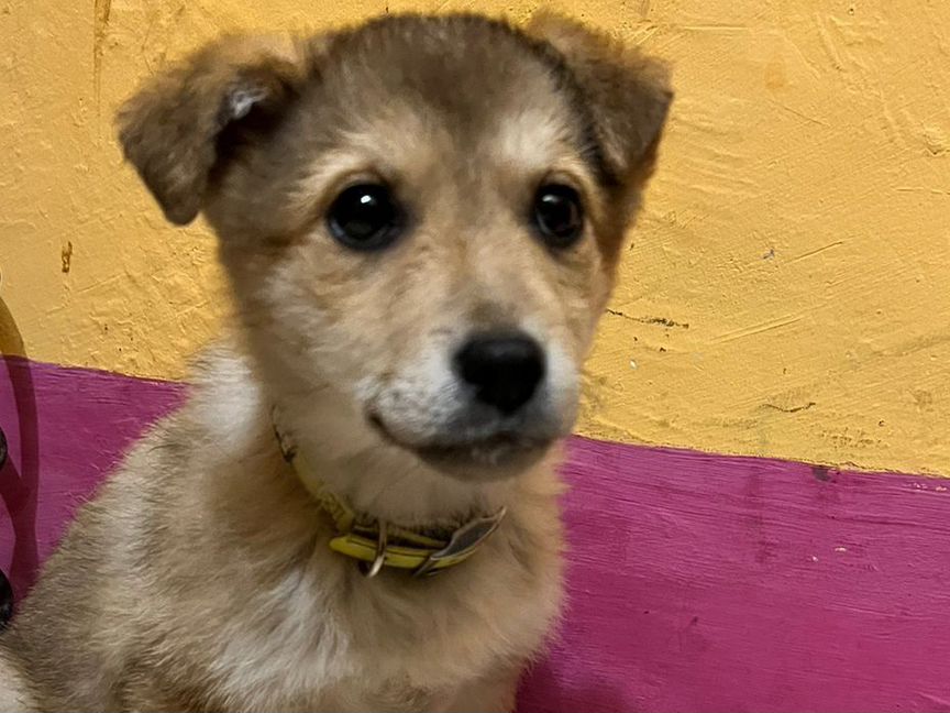 Щенок в добрые руки бесплатно