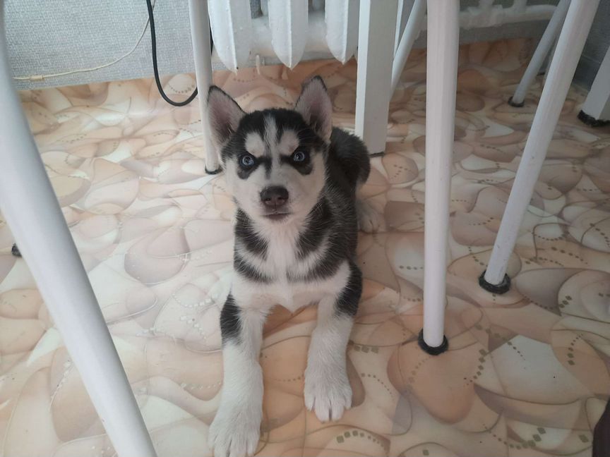 Щенки сибирской хаски мальчик