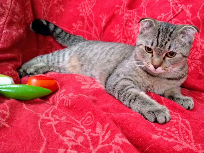 Британская шиншилла шотландская кошка котёнок