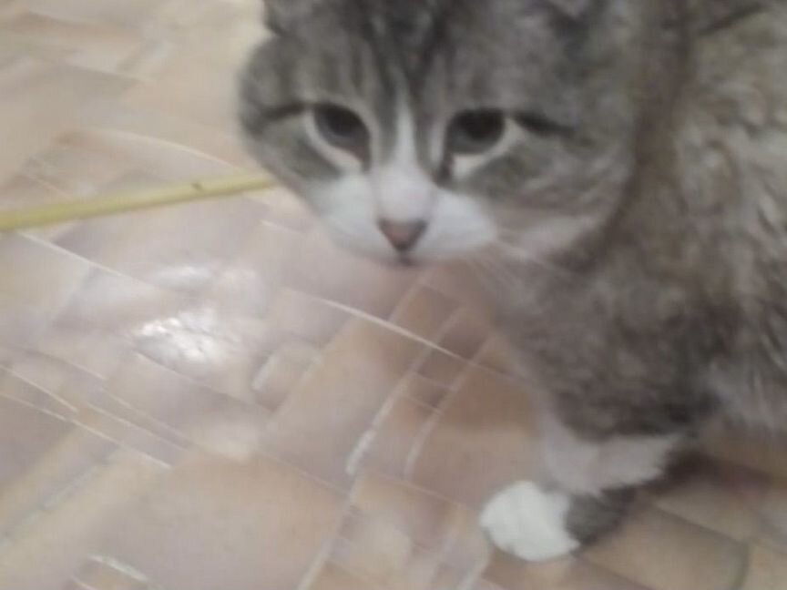 Ласковый котик Хома