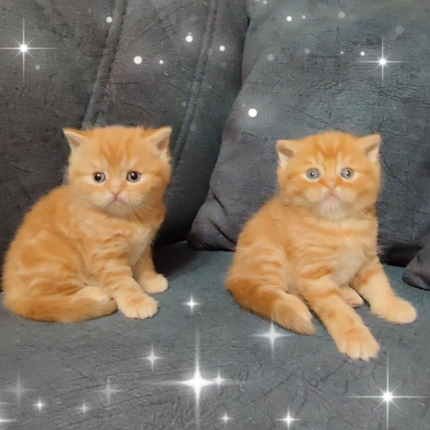 Шотландский котик плюшевый животик
