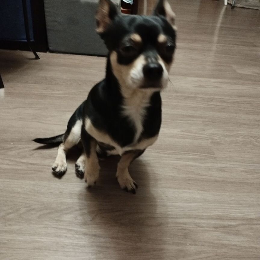 Чихуахуа стандарт