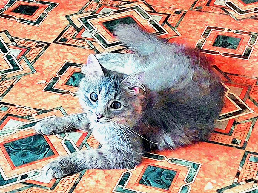 Кошечка Фионочка в добрые руки