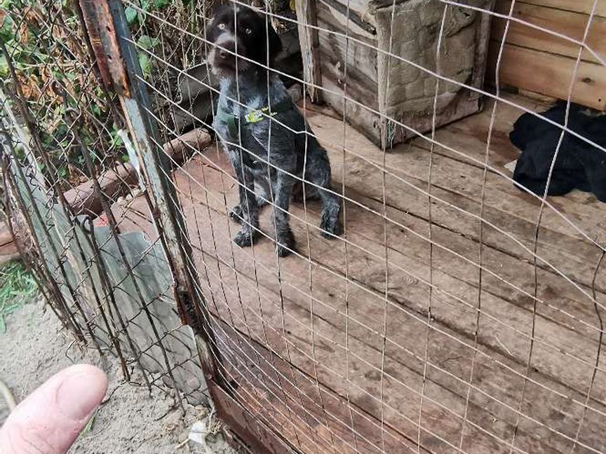 Собака дратхаар