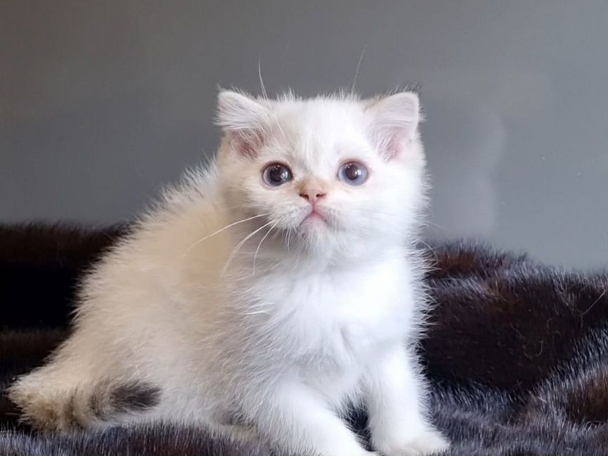 Мальчик золотой колорпойнт