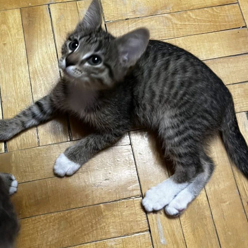 Домашние животные котята