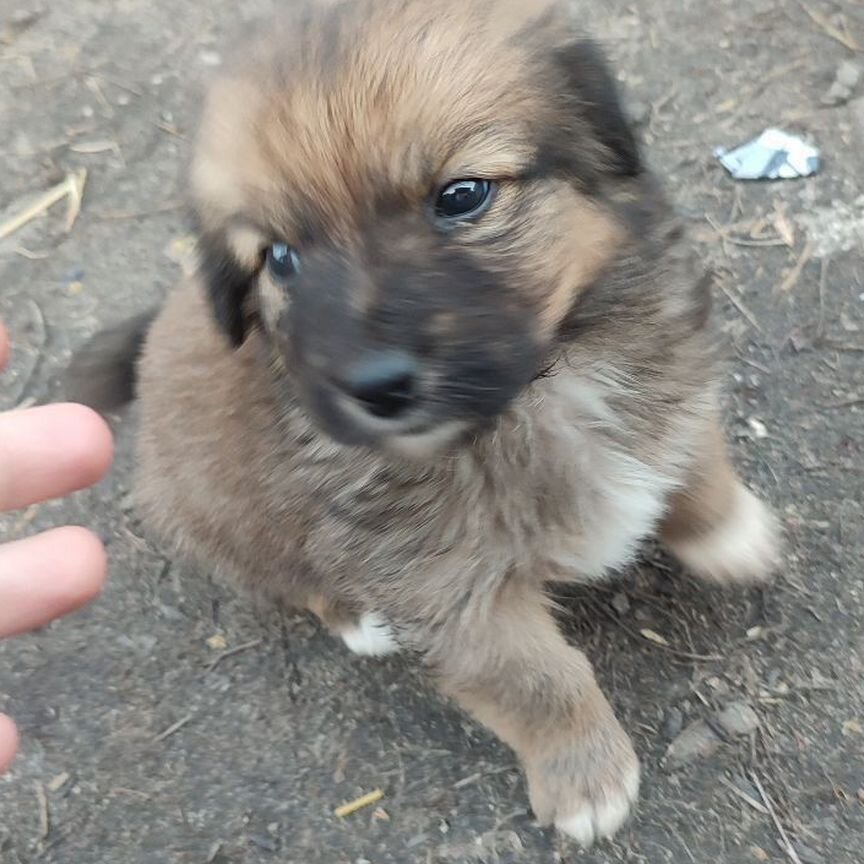 Русская пегая гончая, щенок