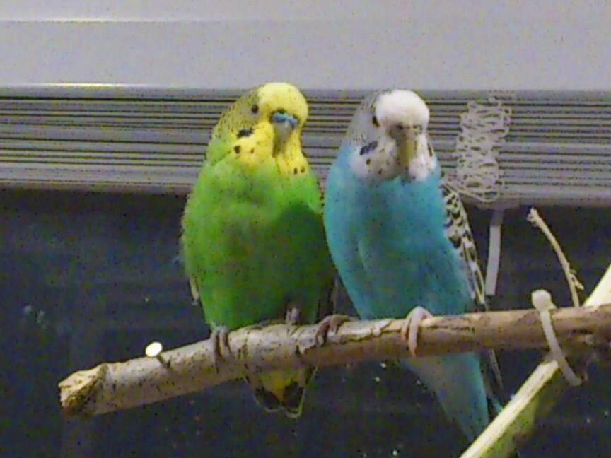 Волнистый попугай с клеткой