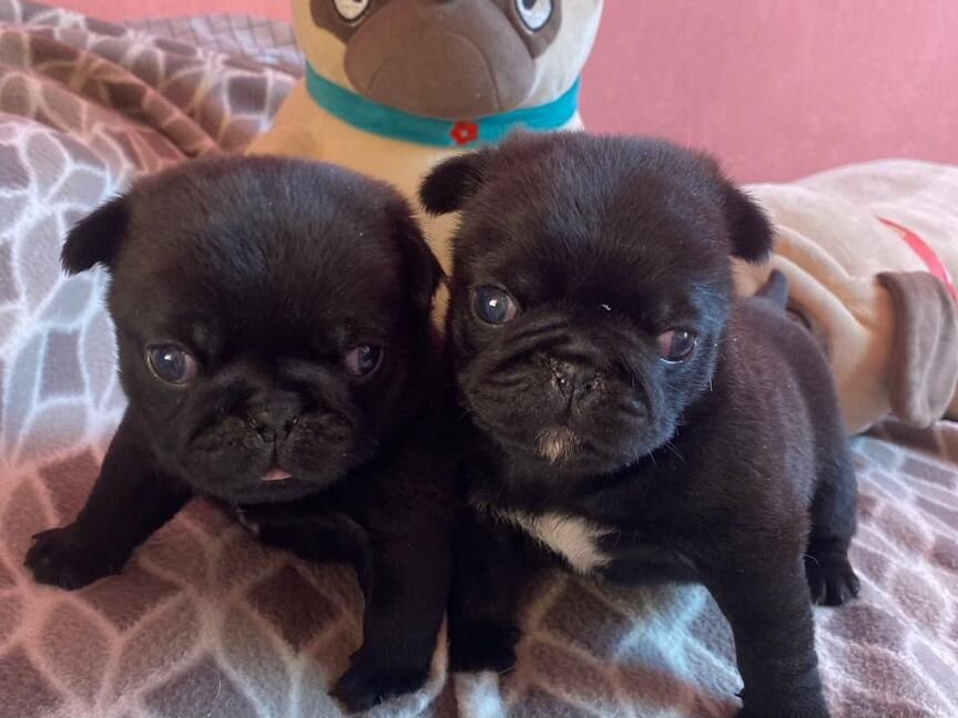 Мопс