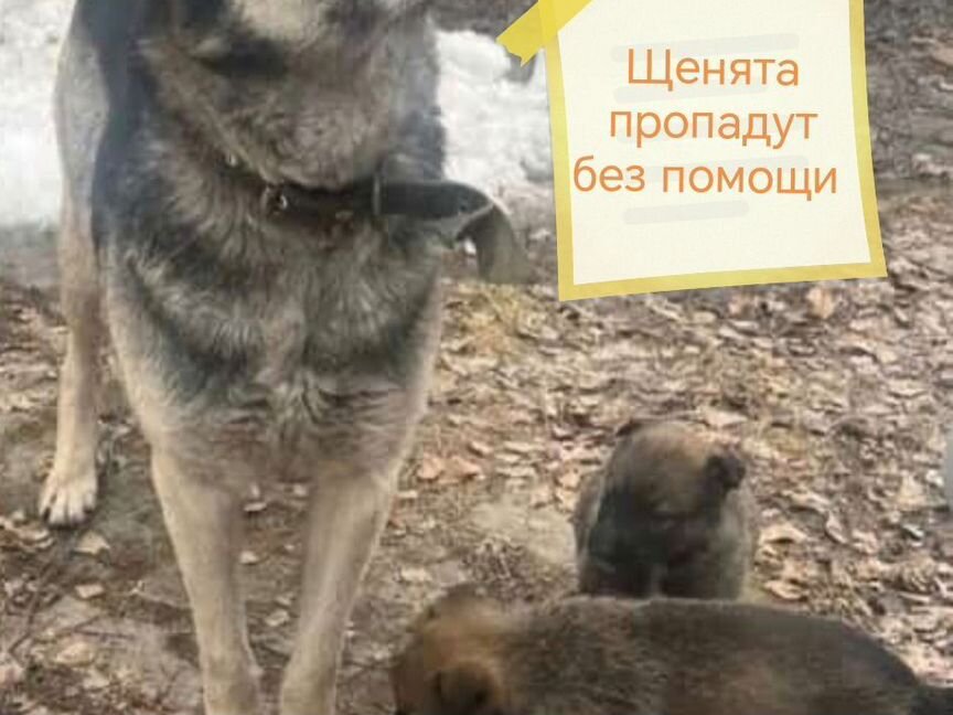 Собака в добрые руки отдам бесплатно