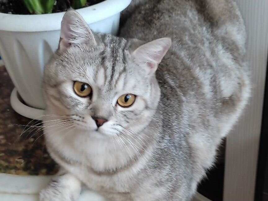 Шотландский прямоухий кот